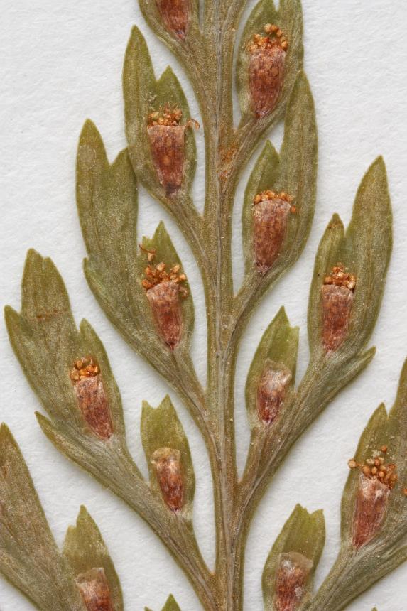 Flora of New Zealand | Taxon Profile | Davallia trichomanoides