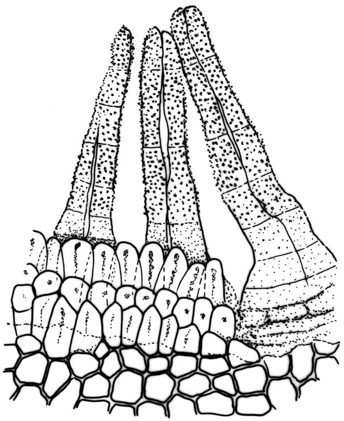 Flora of New Zealand | Taxon Profile | Ptychomitrium australe