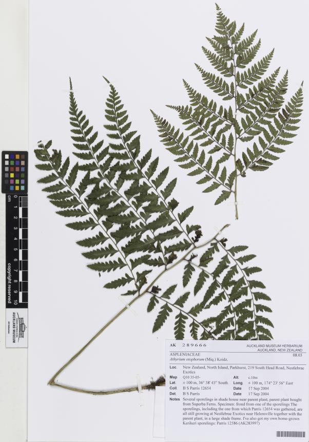 Flora of New Zealand | Taxon Profile | Athyrium otophorum