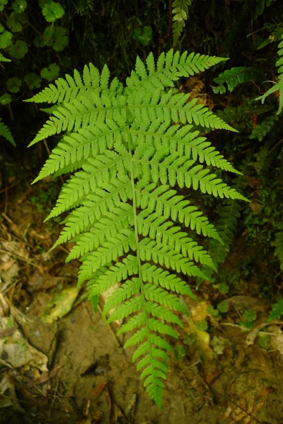 Flora of New Zealand | Taxon Profile | Deparia