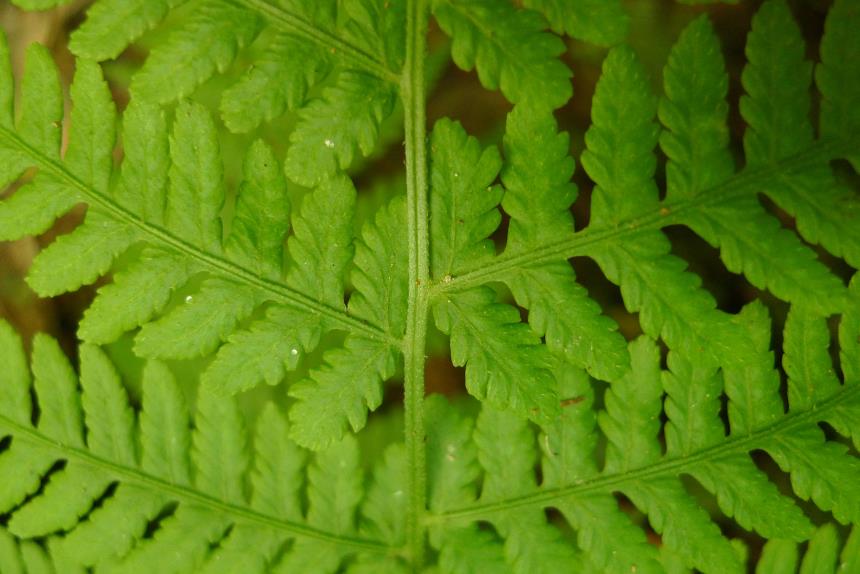 Flora of New Zealand | Taxon Profile | Deparia petersenii subsp. congrua