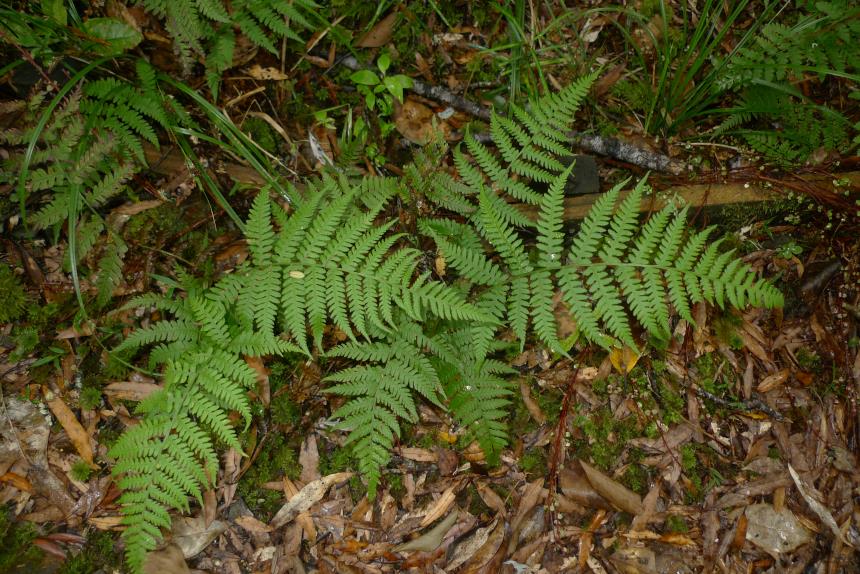 Flora of New Zealand | Taxon Profile | Deparia petersenii subsp. congrua