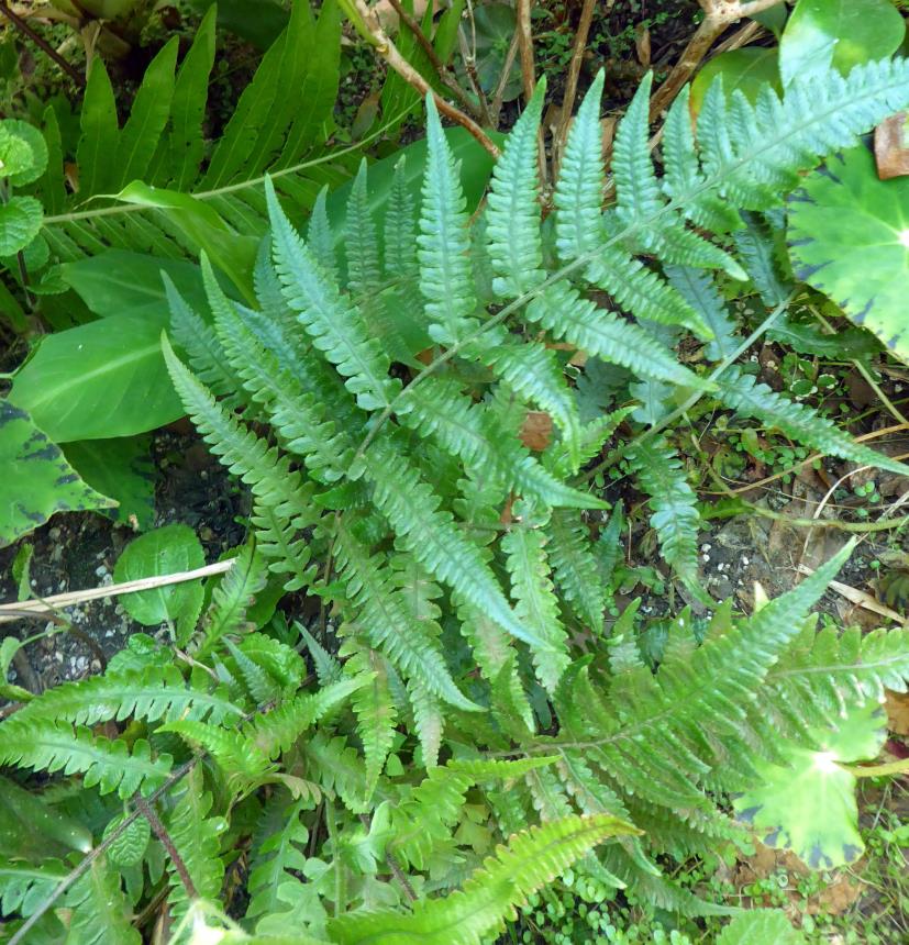 Flora of New Zealand | Taxon Profile | Deparia petersenii subsp. petersenii