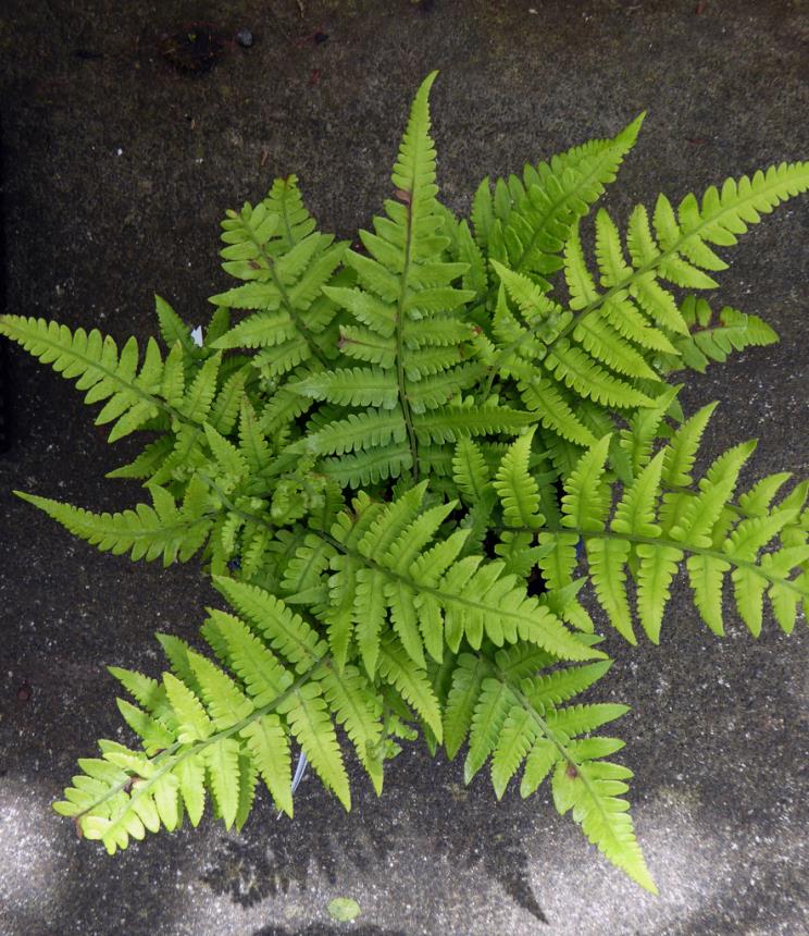 Flora of New Zealand | Taxon Profile | Deparia petersenii subsp. petersenii