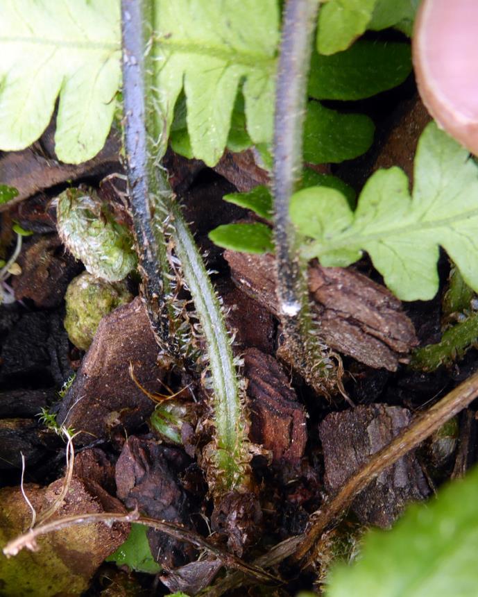 Flora of New Zealand | Taxon Profile | Deparia petersenii subsp. petersenii