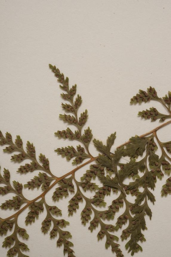 Flora of New Zealand | Taxon Profile | Cystopteris fragilis