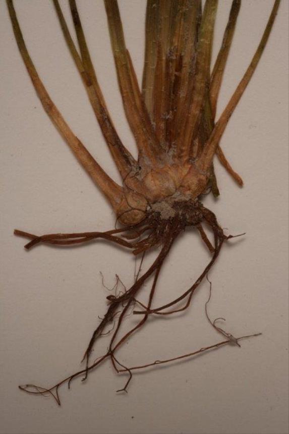 Flora of New Zealand | Taxon Profile | Isoetes alpina