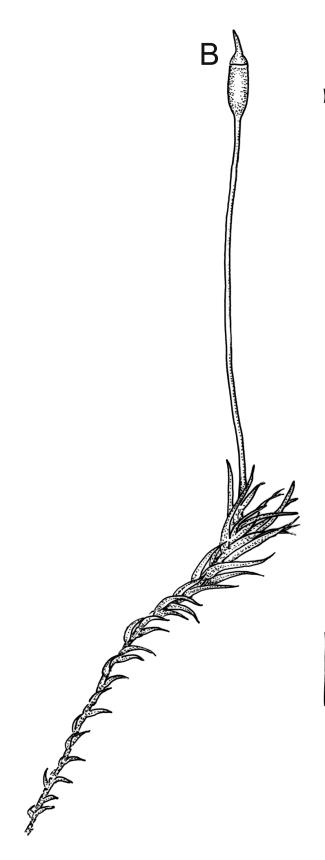 Flora of New Zealand | Taxon Profile | Dicranella gracillima