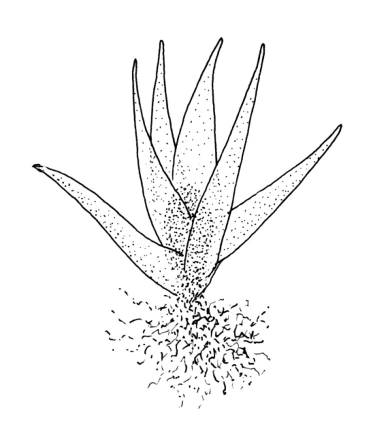 Flora of New Zealand | Taxon Profile | Holomitrium perichaetiale