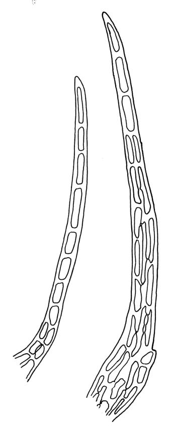 Flora of New Zealand | Taxon Profile | Cladomnion ericoides