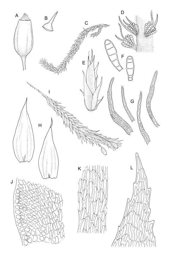 Flora of New Zealand | Taxon Profile | Glyphothecium sciuroides