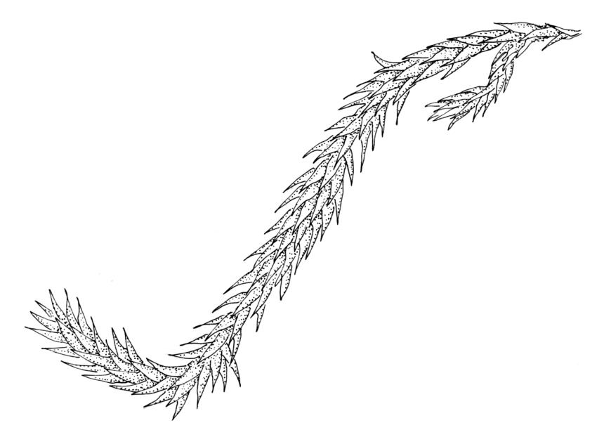 Flora of New Zealand | Taxon Profile | Glyphothecium sciuroides