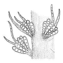 Flora of New Zealand | Taxon Profile | Glyphothecium sciuroides