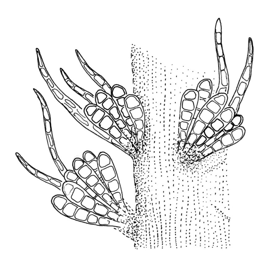 Flora of New Zealand | Taxon Profile | Glyphothecium sciuroides