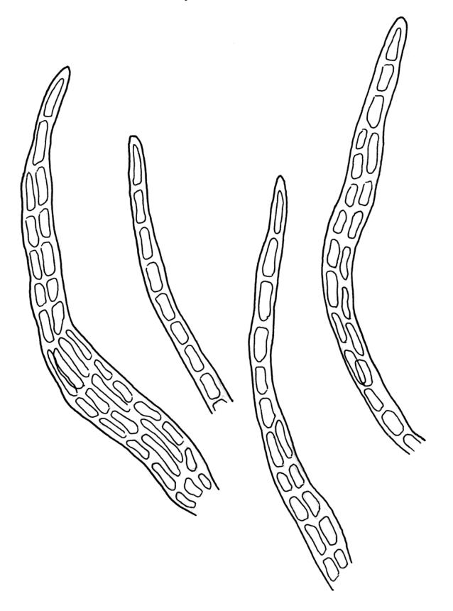 Flora of New Zealand | Taxon Profile | Glyphothecium sciuroides