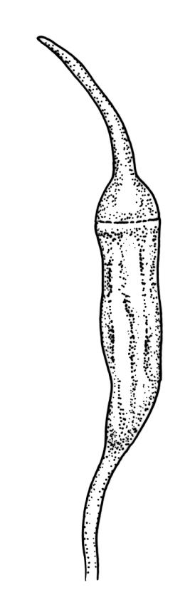 Flora of New Zealand | Taxon Profile | Hampeella pallens