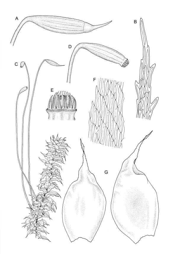 Flora of New Zealand | Taxon Profile | Ptychomnion aciculare