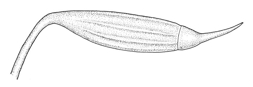 Flora of New Zealand | Taxon Profile | Ptychomnion aciculare
