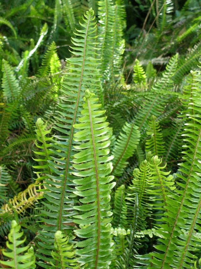 Flora of New Zealand | Taxon Profile | Nephrolepis