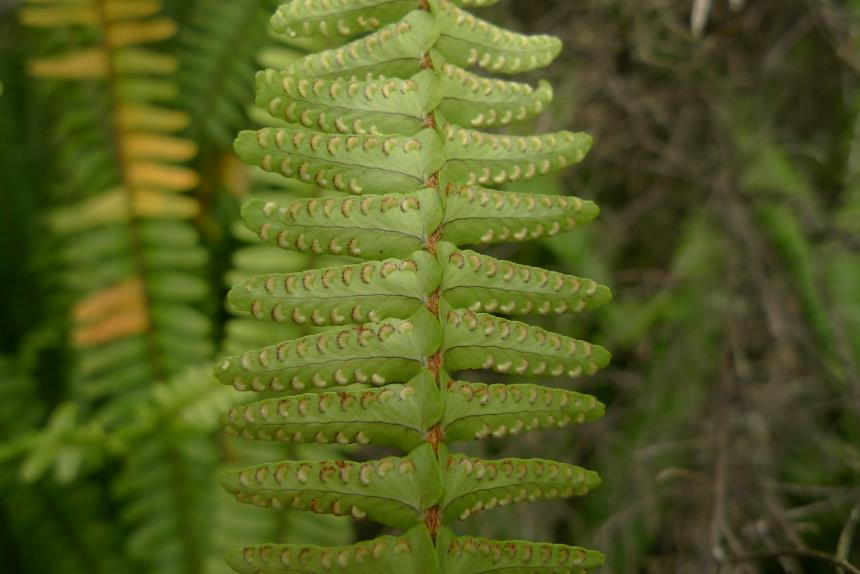 Flora of New Zealand | Taxon Profile | Nephrolepis flexuosa