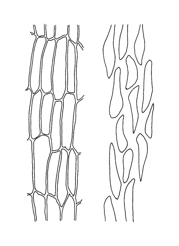 Flora of New Zealand | Taxon Profile | Funaria hygrometrica