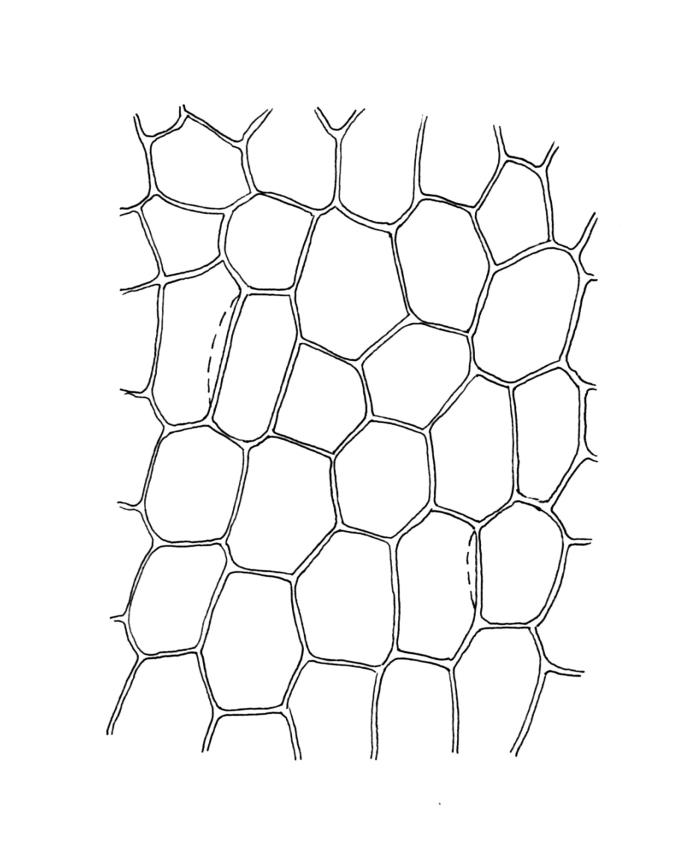 Flora of New Zealand | Taxon Profile | Physcomitrium pusillum