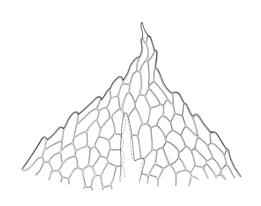 Flora of New Zealand | Taxon Profile | Physcomitrium pusillum