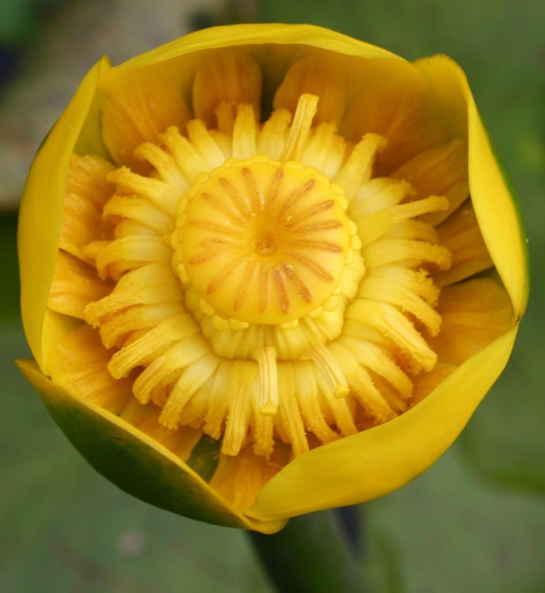 Flora of New Zealand | Taxon Profile | Nuphar lutea