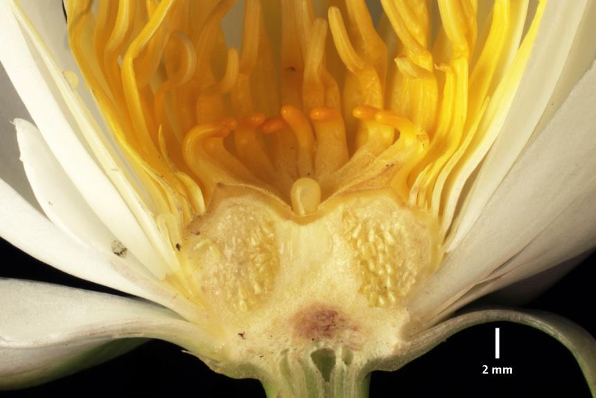 Flora of New Zealand | Taxon Profile | Nymphaea alba