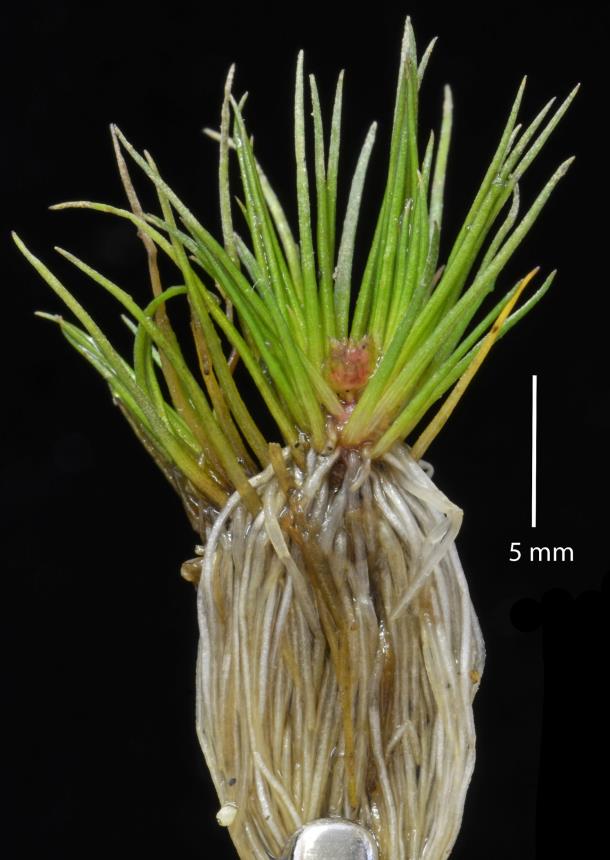 Flora of New Zealand | Taxon Profile | Trithuria inconspicua