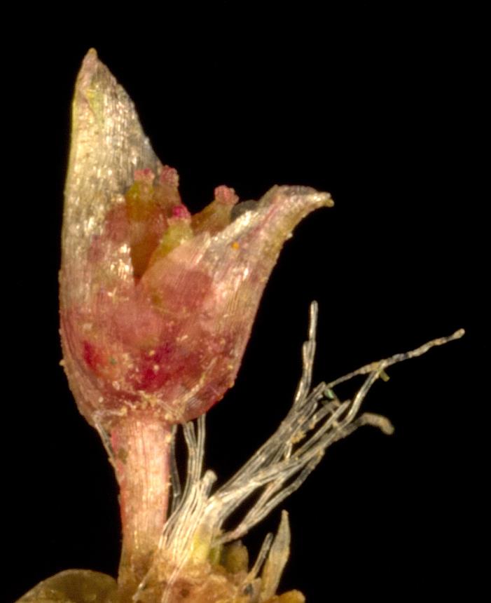 Flora of New Zealand | Taxon Profile | Trithuria inconspicua subsp ...