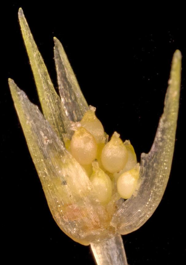 Flora of New Zealand | Taxon Profile | Trithuria