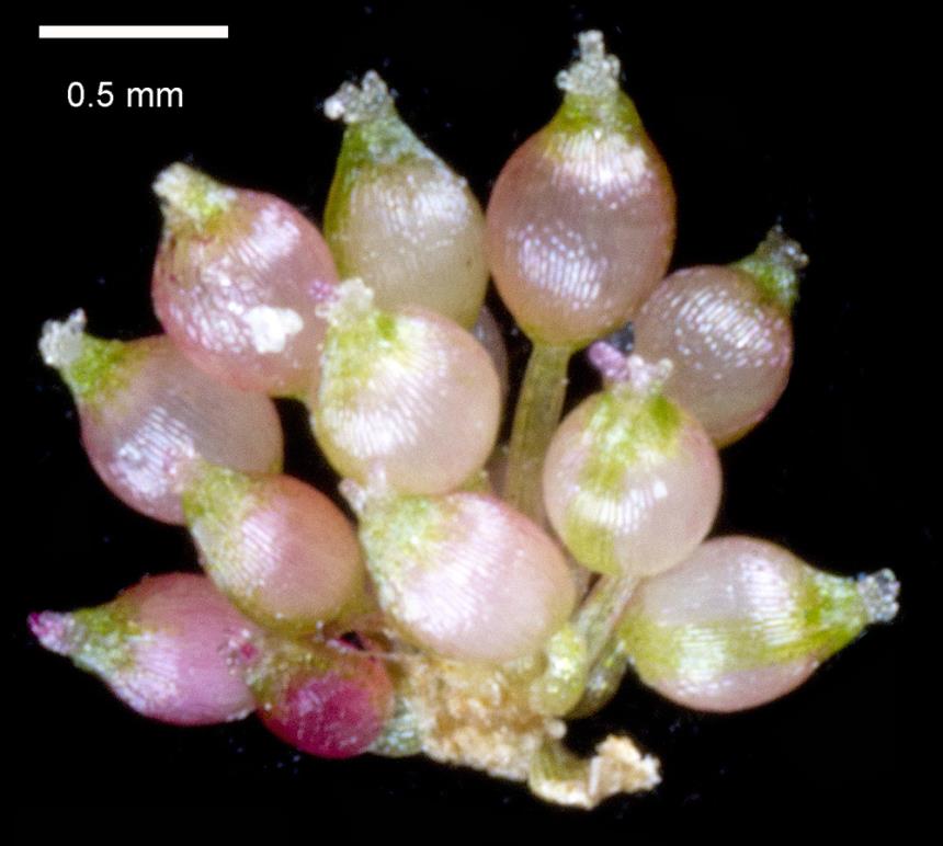 Flora of New Zealand | Taxon Profile | Trithuria inconspicua subsp ...