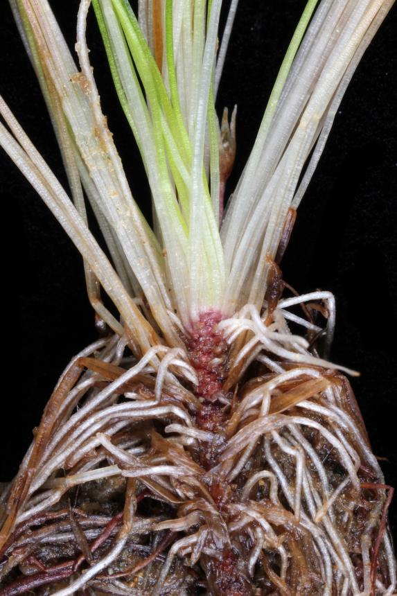 Flora of New Zealand | Taxon Profile | Trithuria inconspicua subsp ...