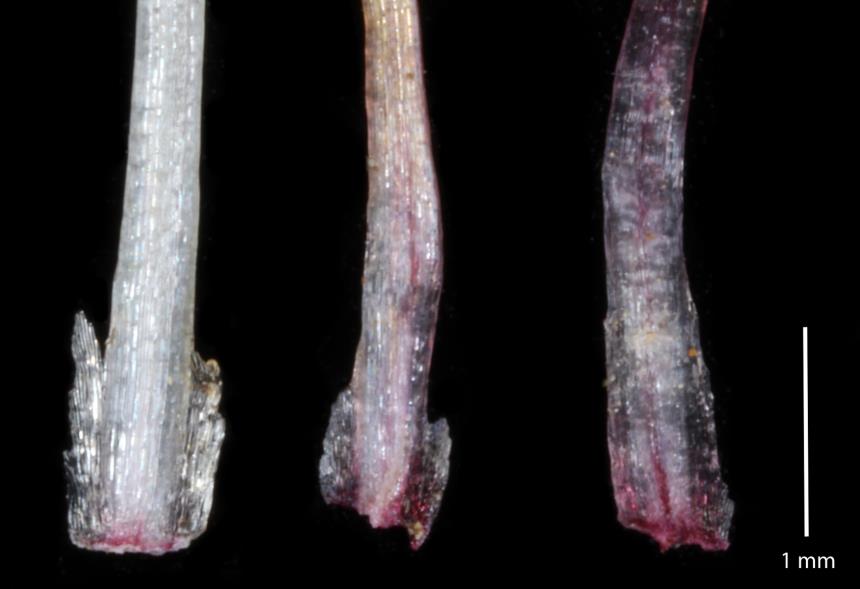 Flora of New Zealand | Taxon Profile | Trithuria inconspicua subsp ...