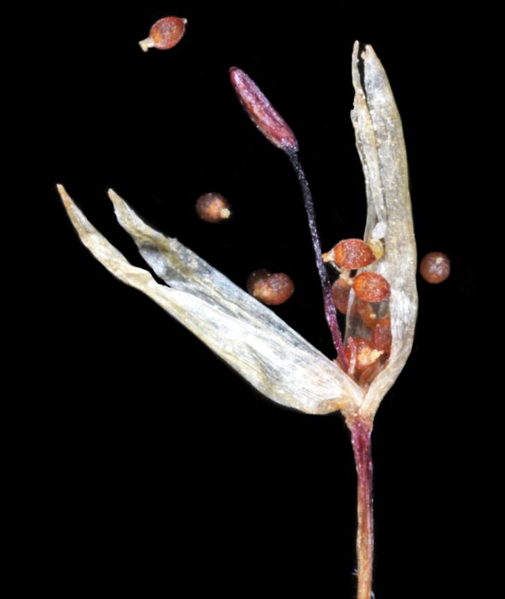 Flora of New Zealand | Taxon Profile | Trithuria inconspicua subsp ...