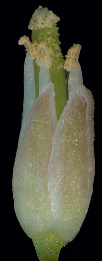 Flora of New Zealand | Taxon Profile | Cardamine corymbosa