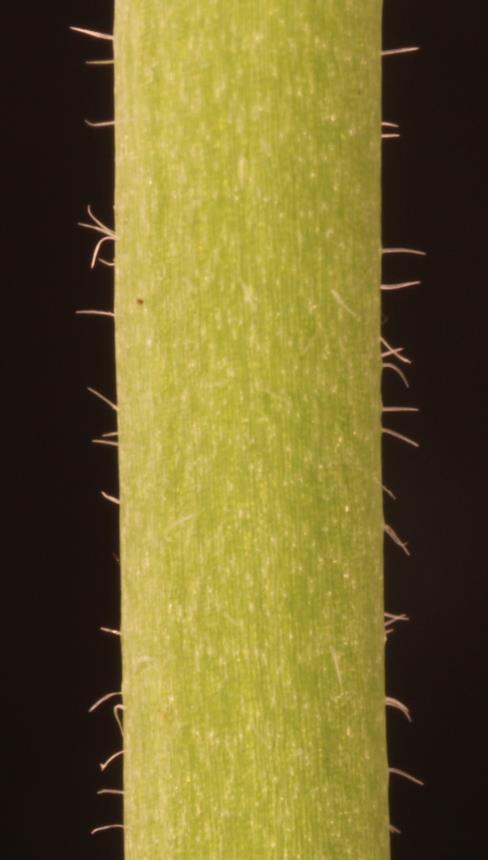 Flora of New Zealand | Taxon Profile | Cardamine grandiscapa