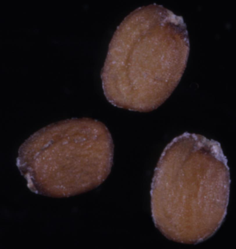 Flora of New Zealand | Taxon Profile | Cardamine integra