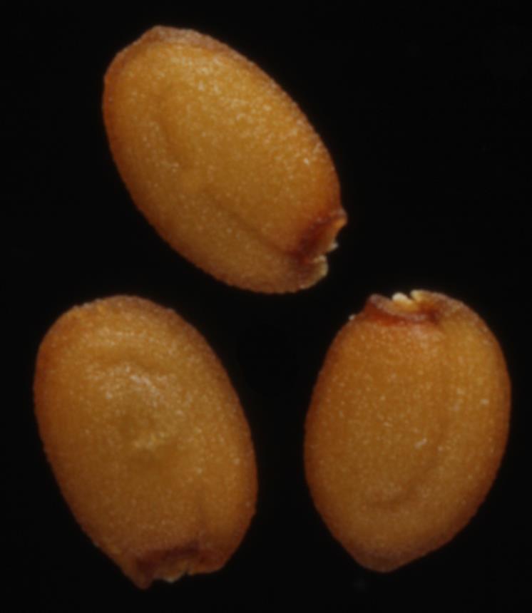 Flora of New Zealand | Taxon Profile | Cardamine occulta