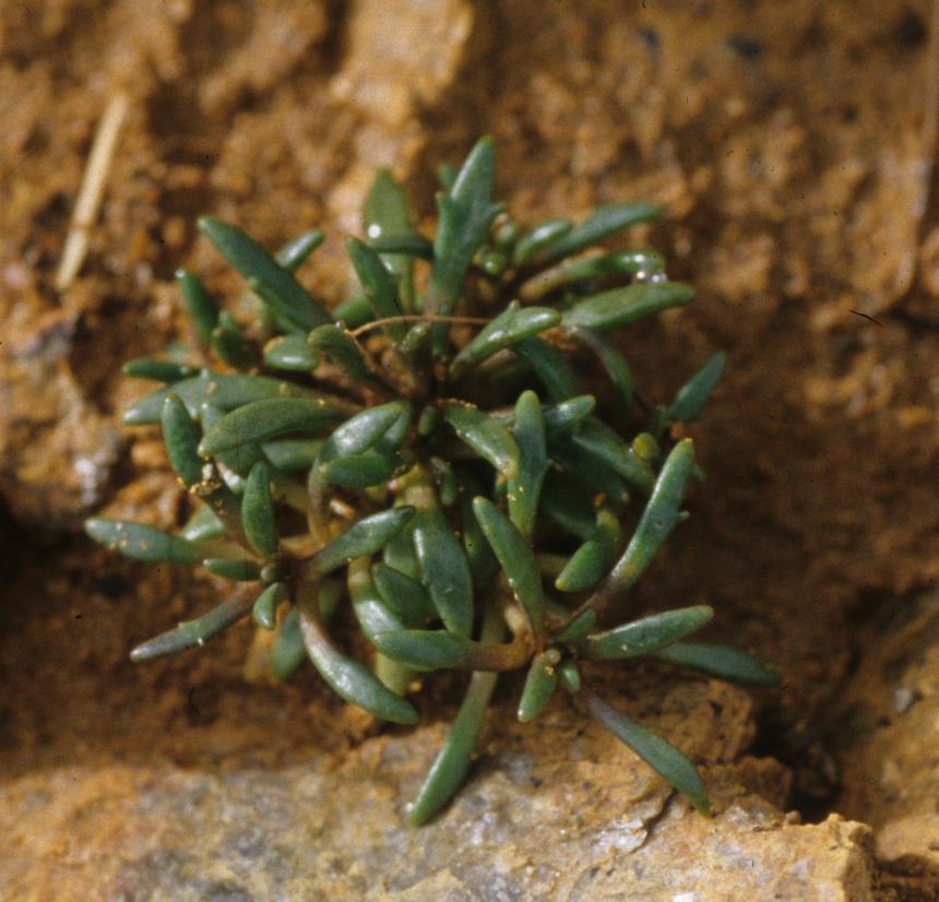Flora of New Zealand | Taxon Profile | Notothlaspi viretum