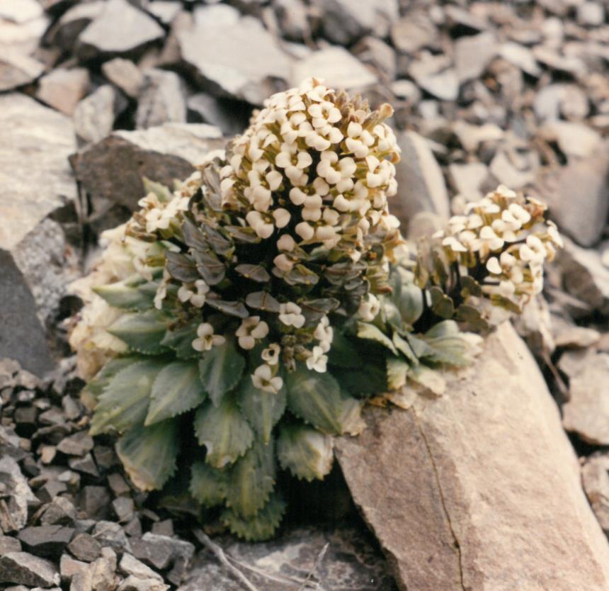 Flora of New Zealand | Taxon Profile | Notothlaspi rosulatum