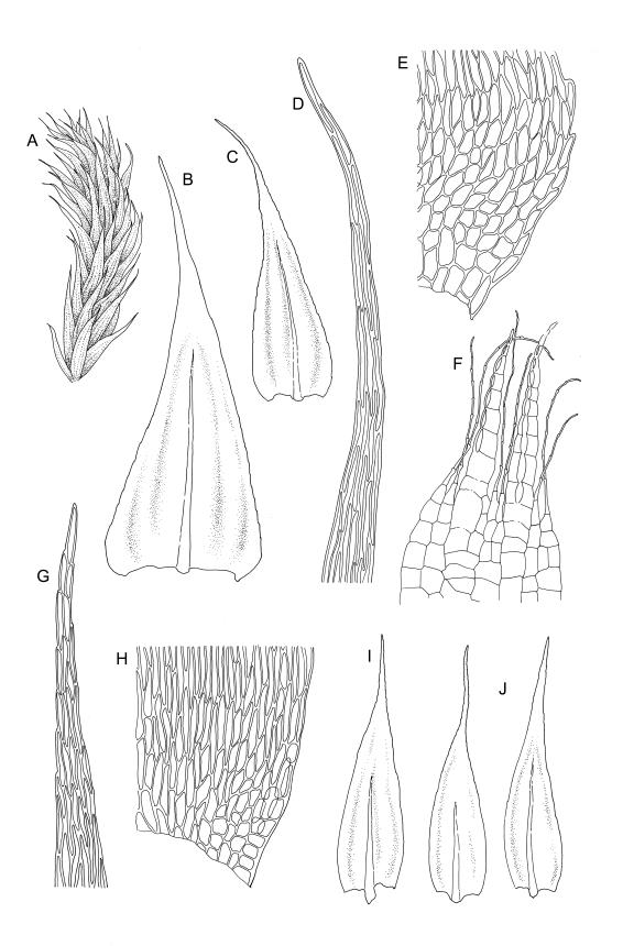 Flora of New Zealand | Taxon Profile | Brachythecium campestre