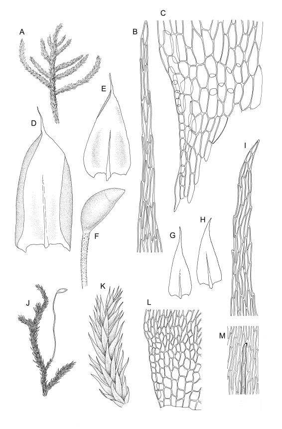 Flora of New Zealand | Taxon Profile | Brachythecium fontanum