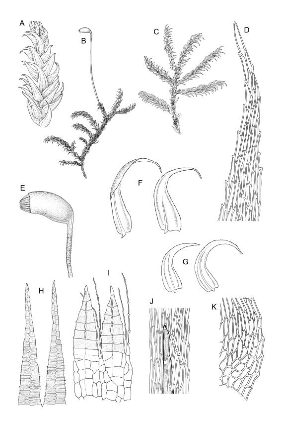 Flora of New Zealand | Taxon Profile | Brachythecium paradoxum