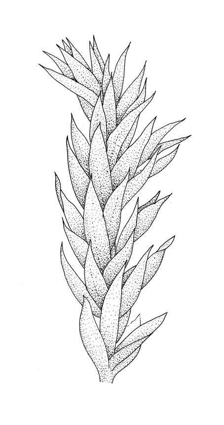 Flora of New Zealand | Taxon Profile | Brachythecium rutabulum