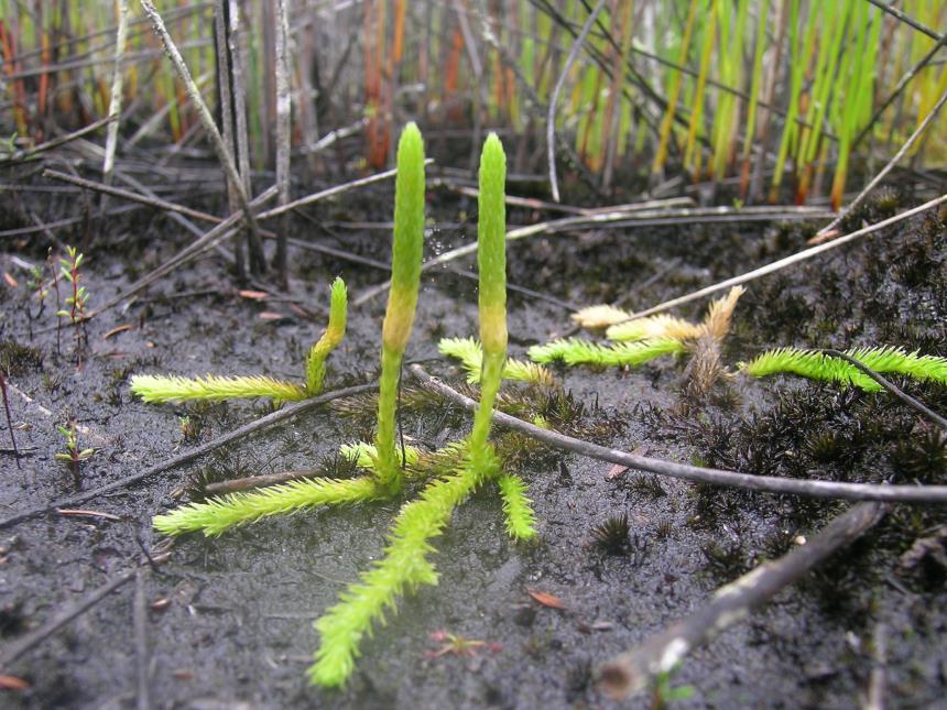 Flora of New Zealand | Taxon Profile | Lycopodiella serpentina