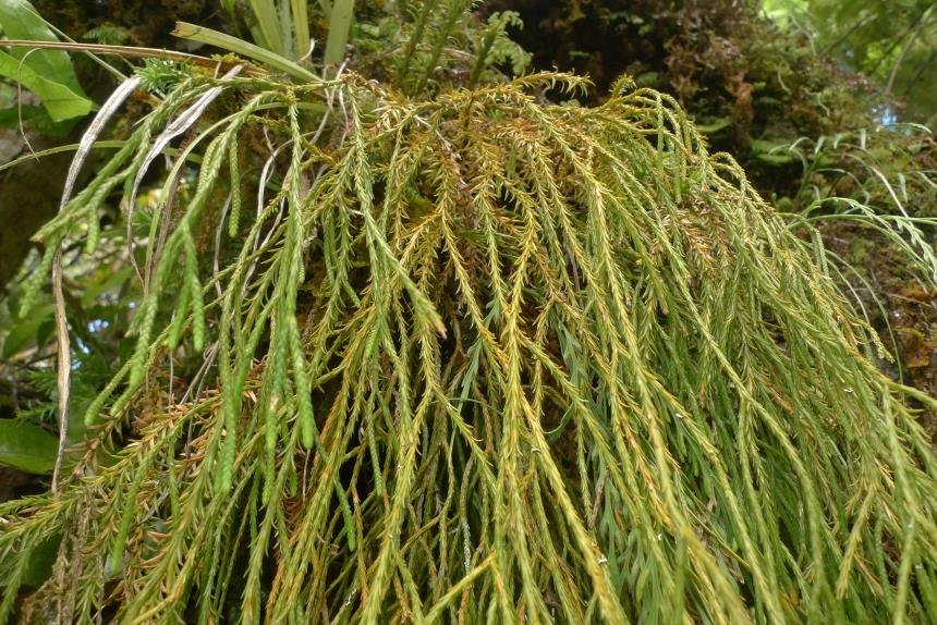 Flora of New Zealand | Taxon Profile | Phlegmariurus billardierei