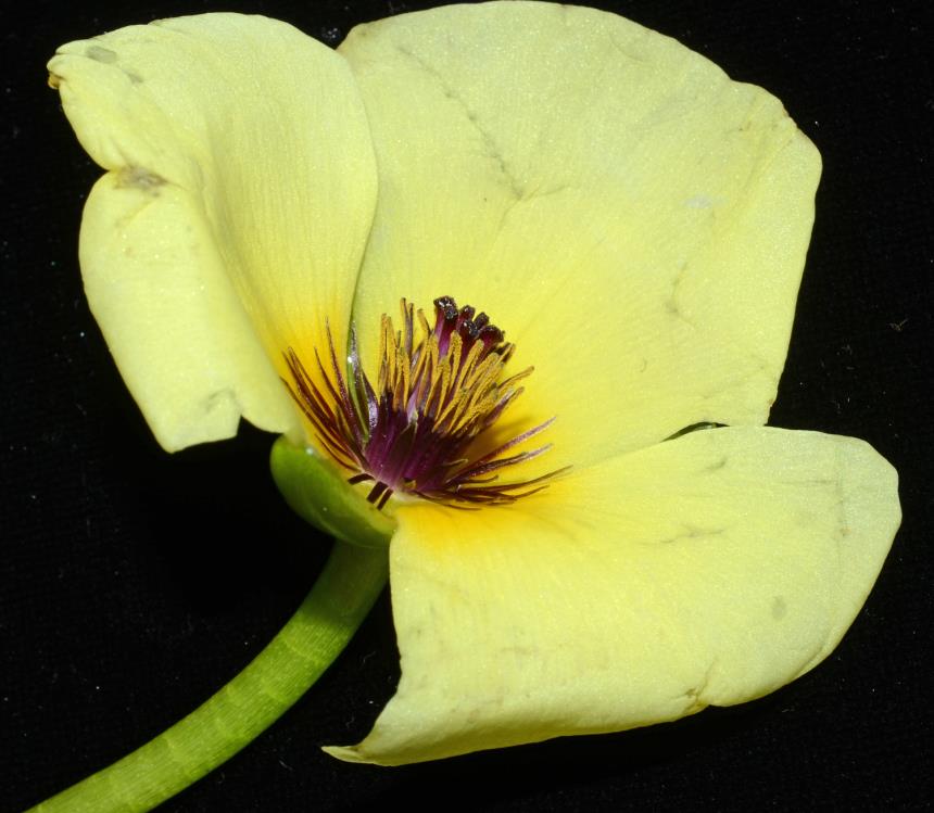 Flora of New Zealand | Taxon Profile | Hydrocleys nymphoides