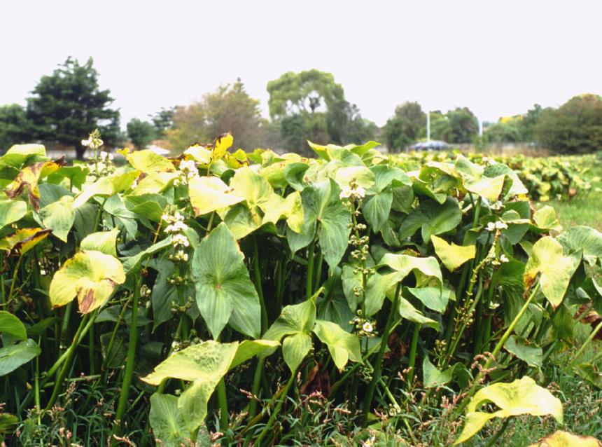 Flora of New Zealand | Taxon Profile | Sagittaria montevidensis subsp ...